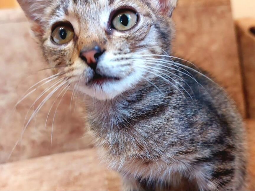 Крохотный котенок в дар