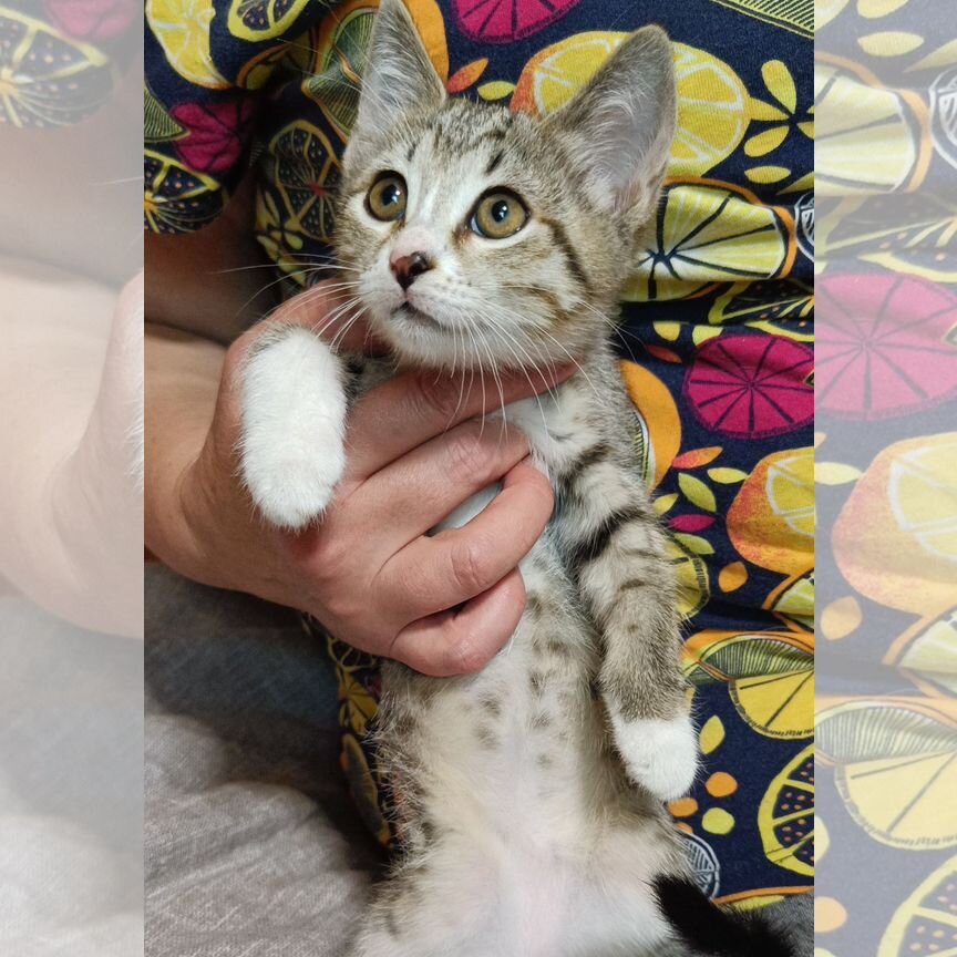 Котенок с дачи (девочка 2 мес.)
