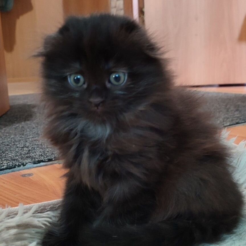 Шотландские котята