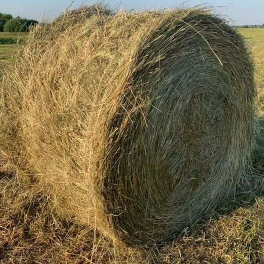 Сено солома в тюках