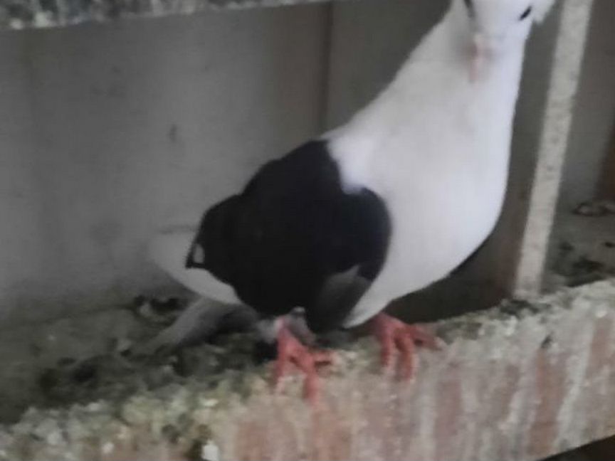 Голуб Кудули