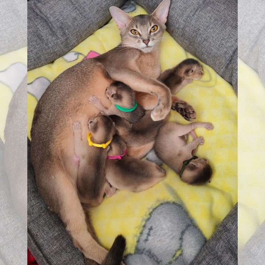 Абиссинский котёнок