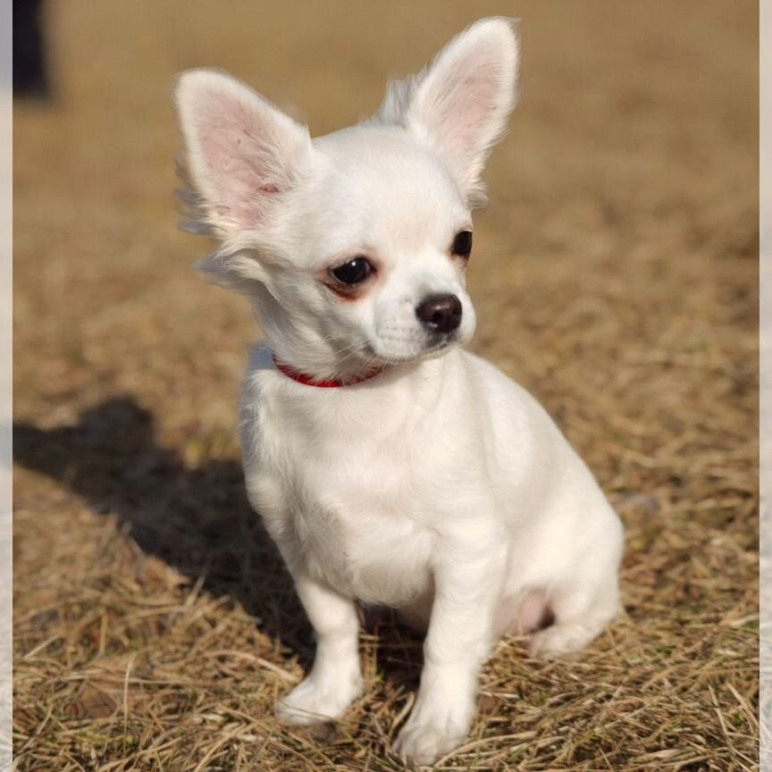 Чихуахуа девочка, щенки