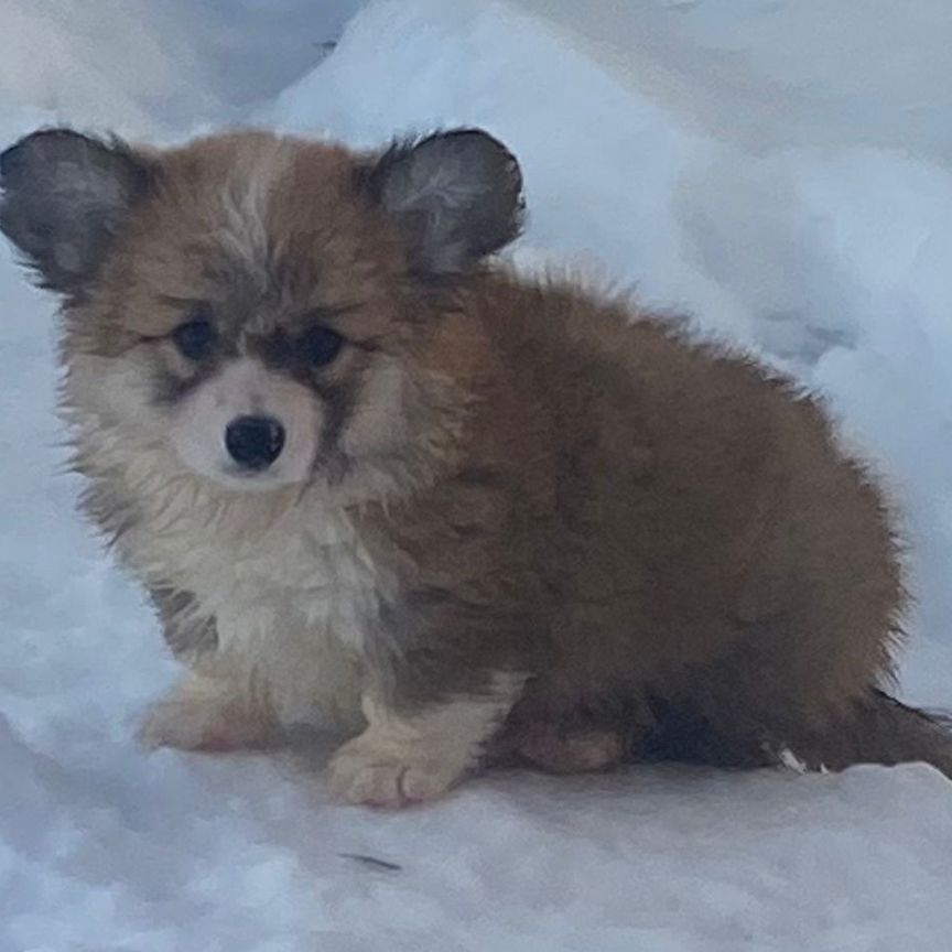 Щенок Корги флаффи