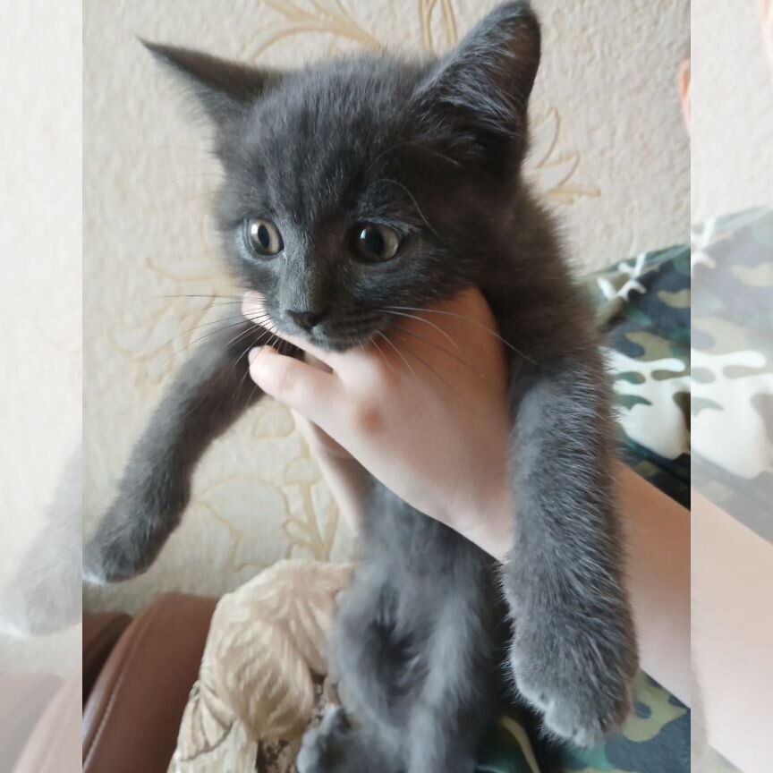 Котёнок в добрые руки