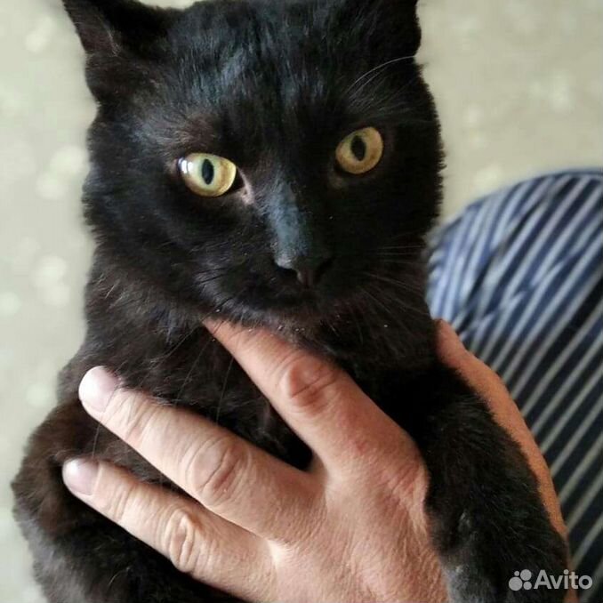 Мистер Твистер