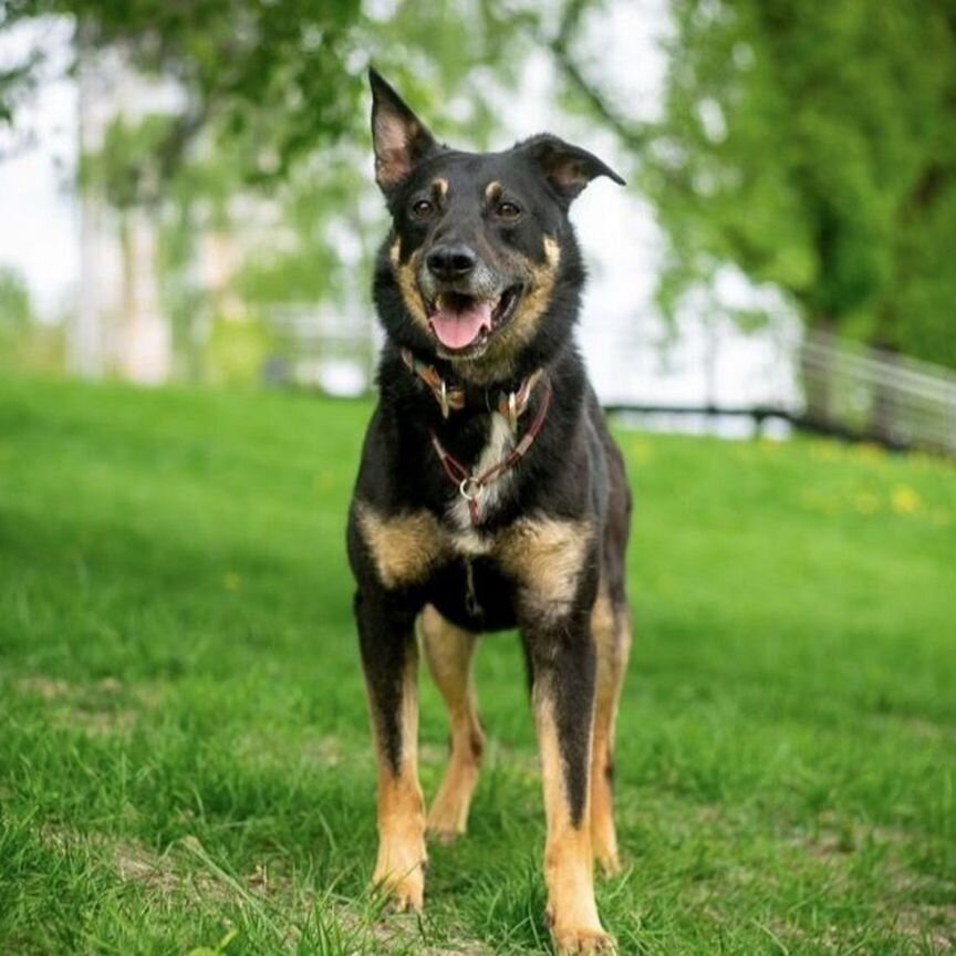 Собака Рокки в добрые руки