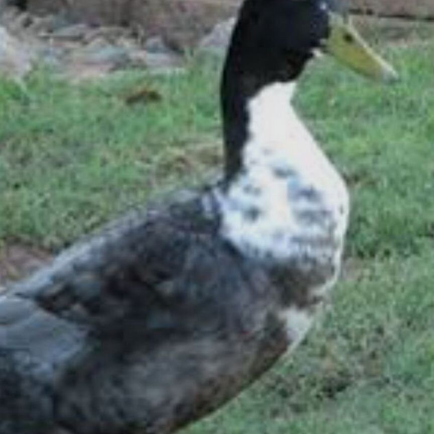 Селезень голубой фаворит