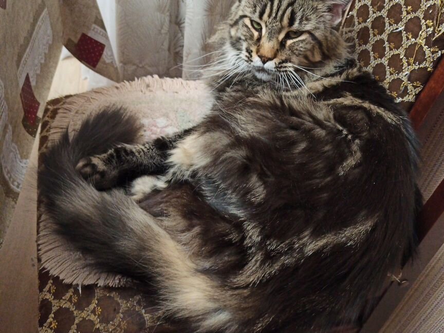 Найдена кошка