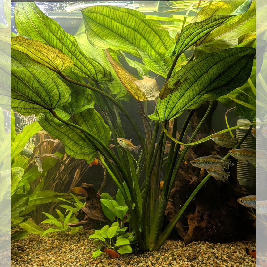 Аквариумное растение