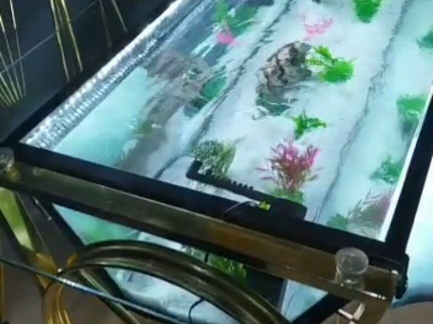 Аквариумные рыбки столь