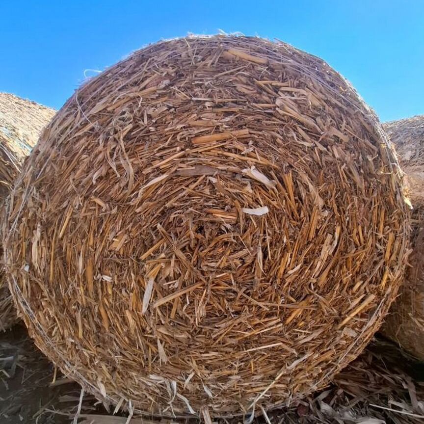 Сено кукурузное