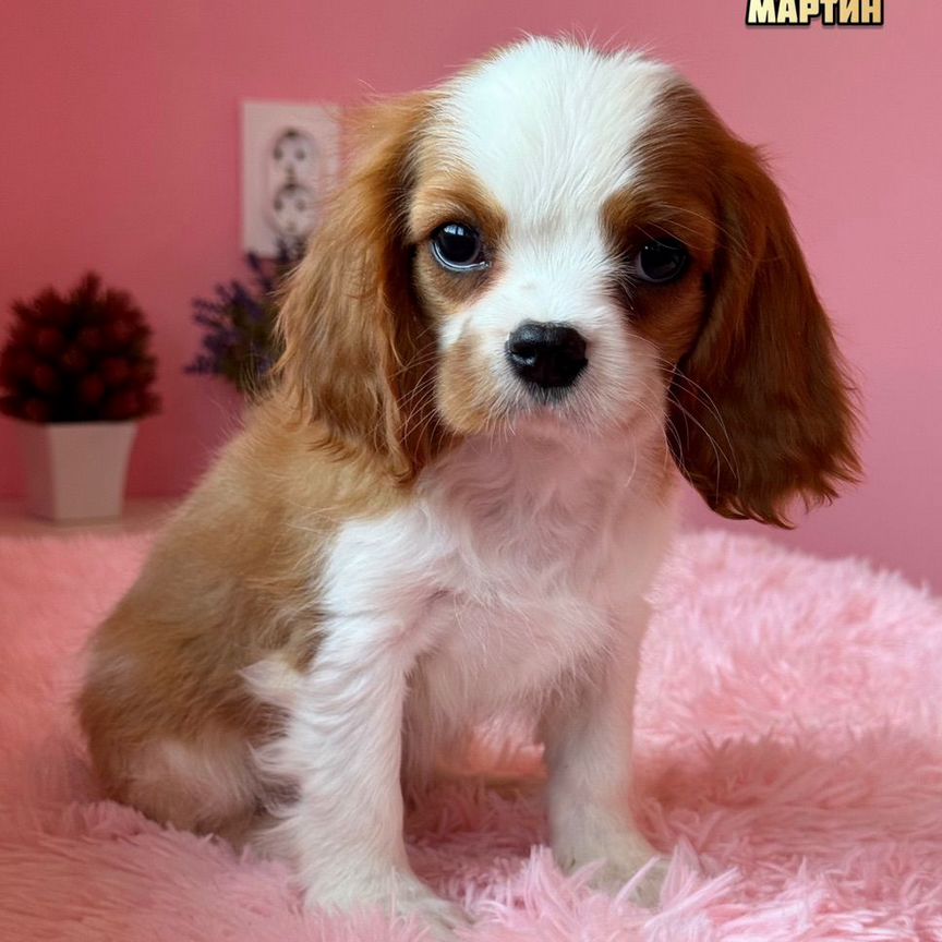 Кавалер кинг-чарльз-спаниель, щенок
