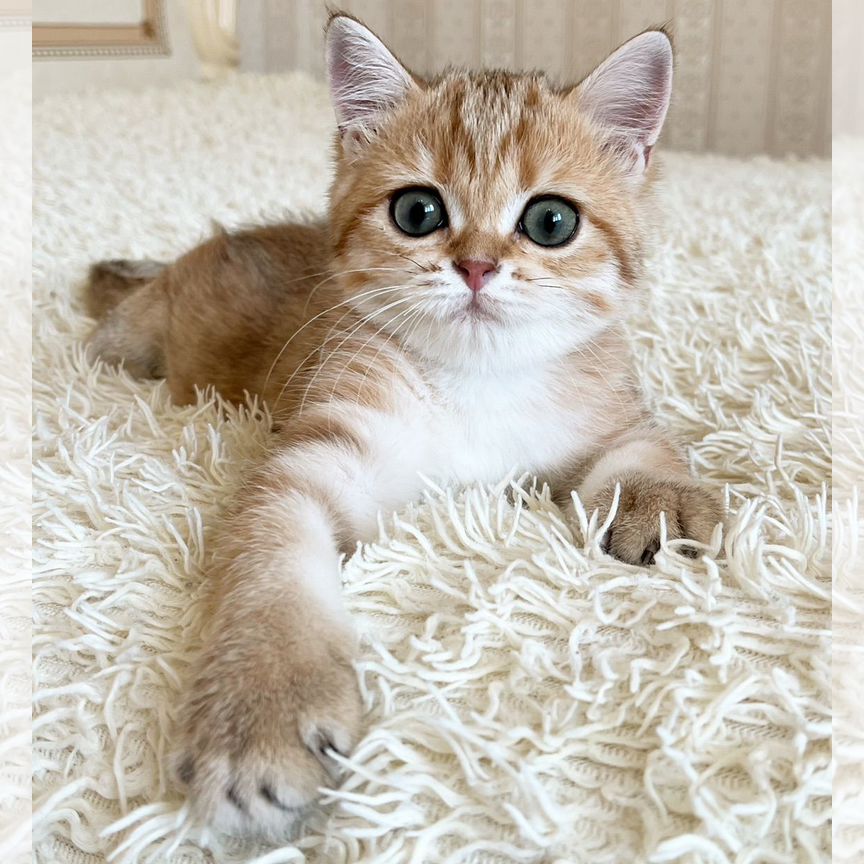 Зеленоглазый красавец