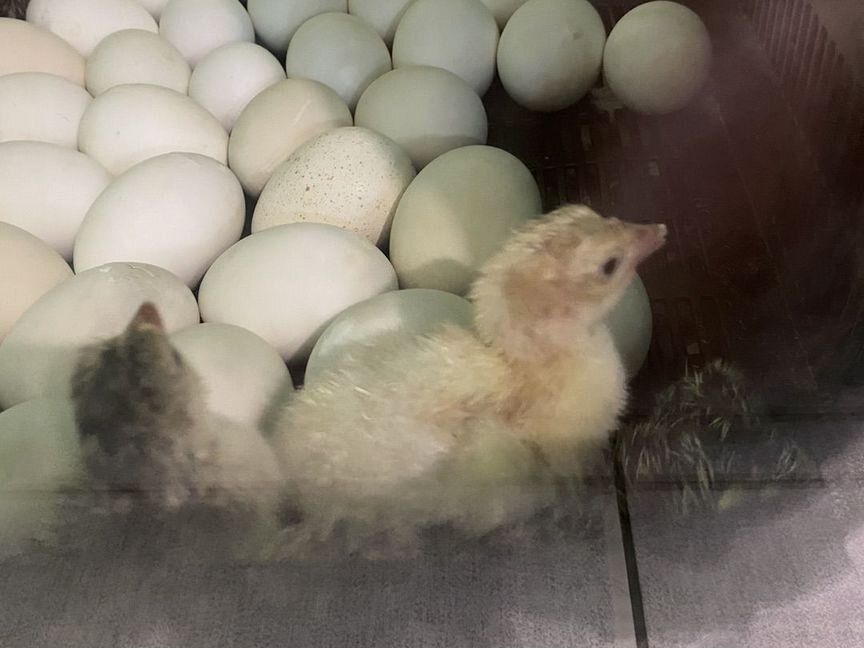 Индюшата суточные