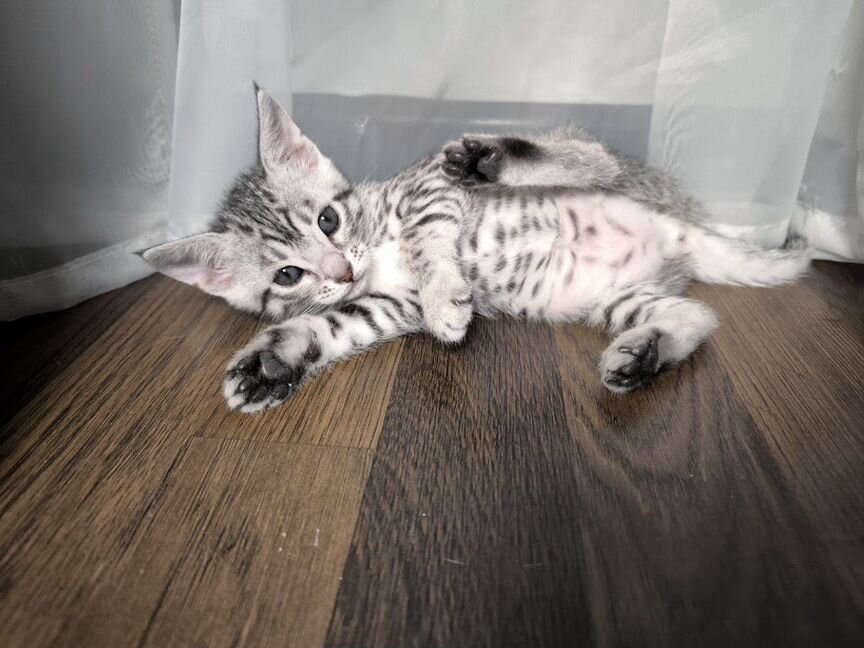 Саванна сбт