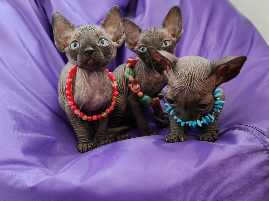 Канадский сфинкс котенок