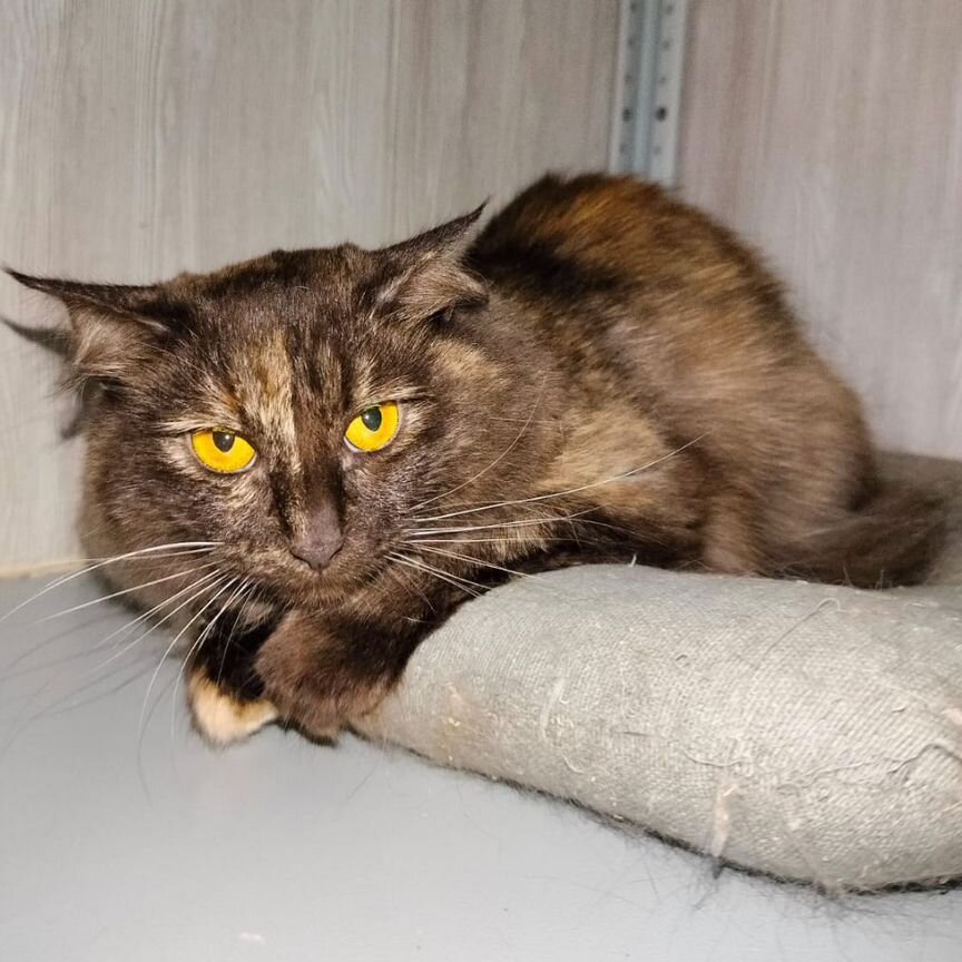 Красотка с медовыми глазами в дар