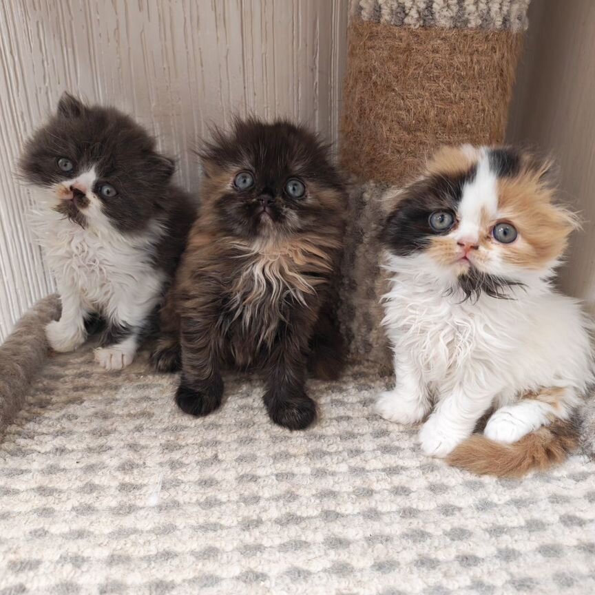 Шотландский вислоухий длинношёрстный котёнок