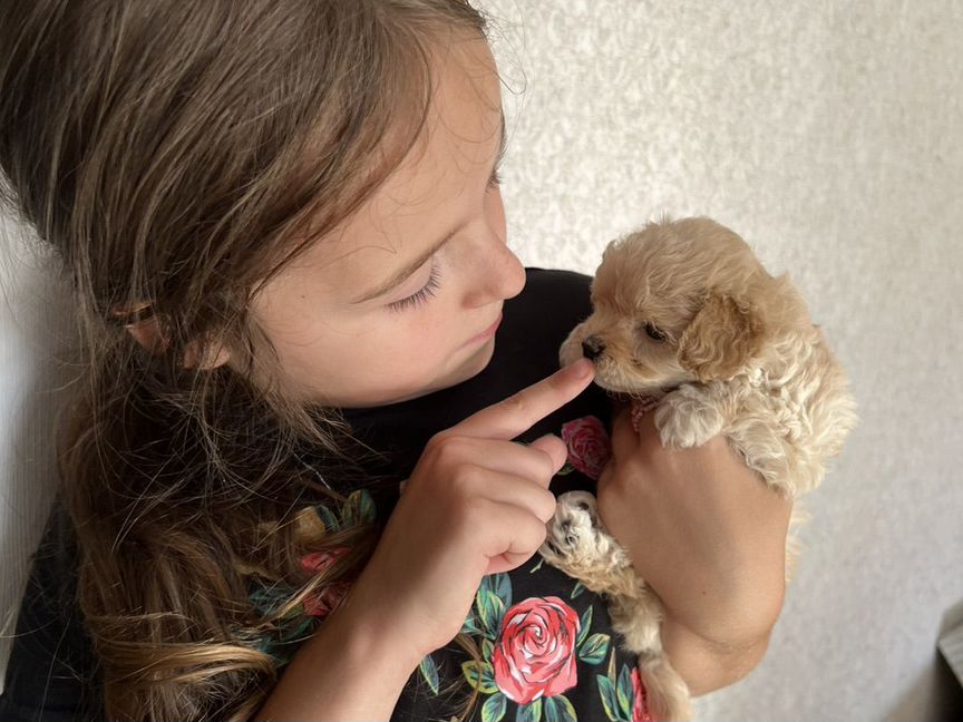 Мальтипу Ф1 девочка