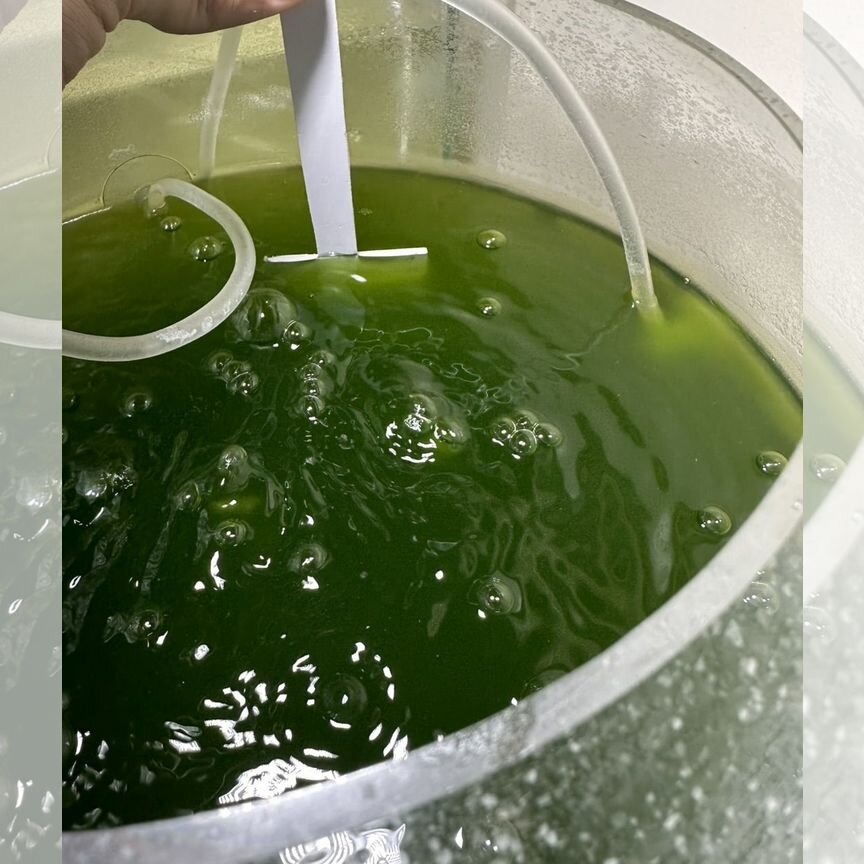 Живой фитопланктон Нанохролипсис (Nannochloropsis)