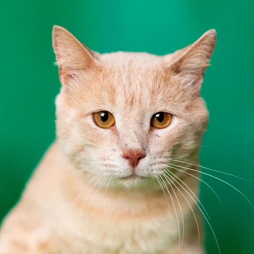 Ищет дом Персей