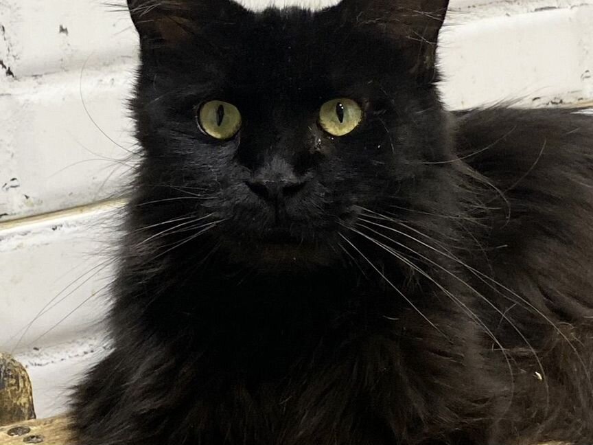 Мейн-кун кошечка