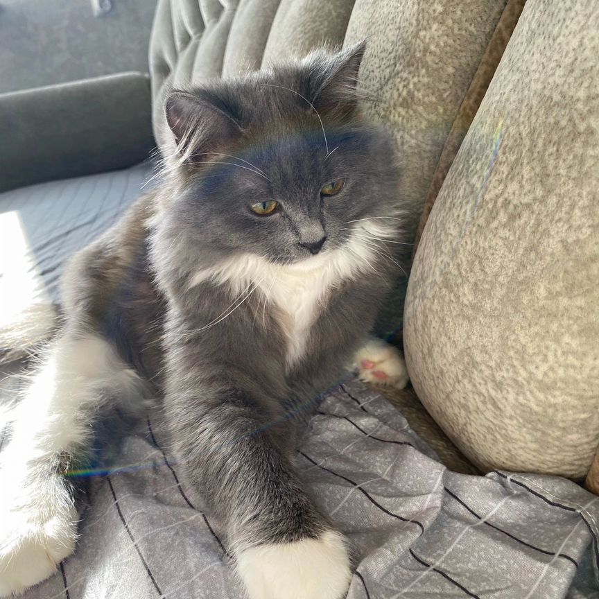 Кошечка ищет дом или передержку