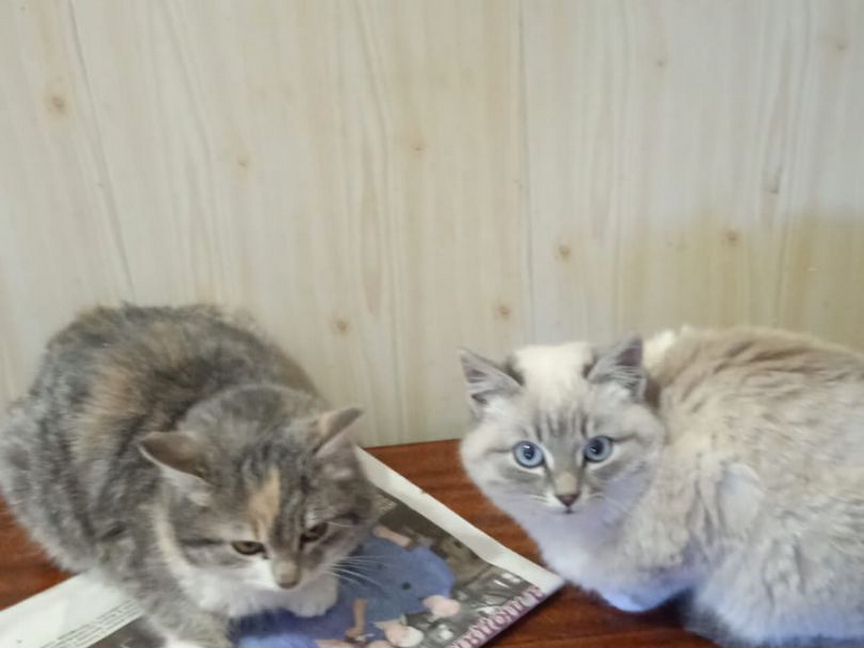 Кошки