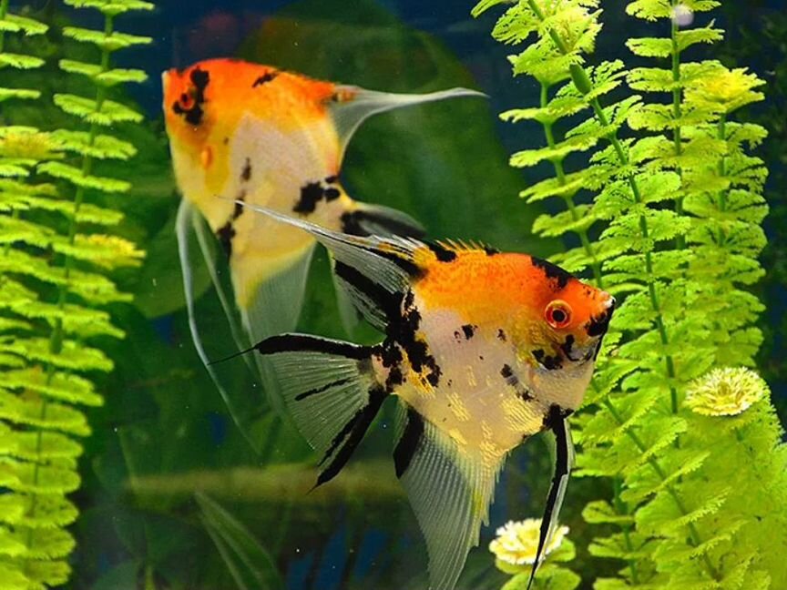 Скалярия кои