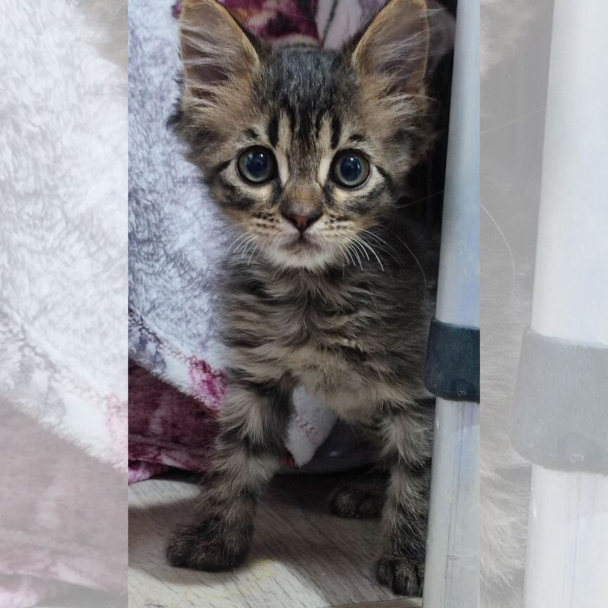 Котёнок в добрые руки