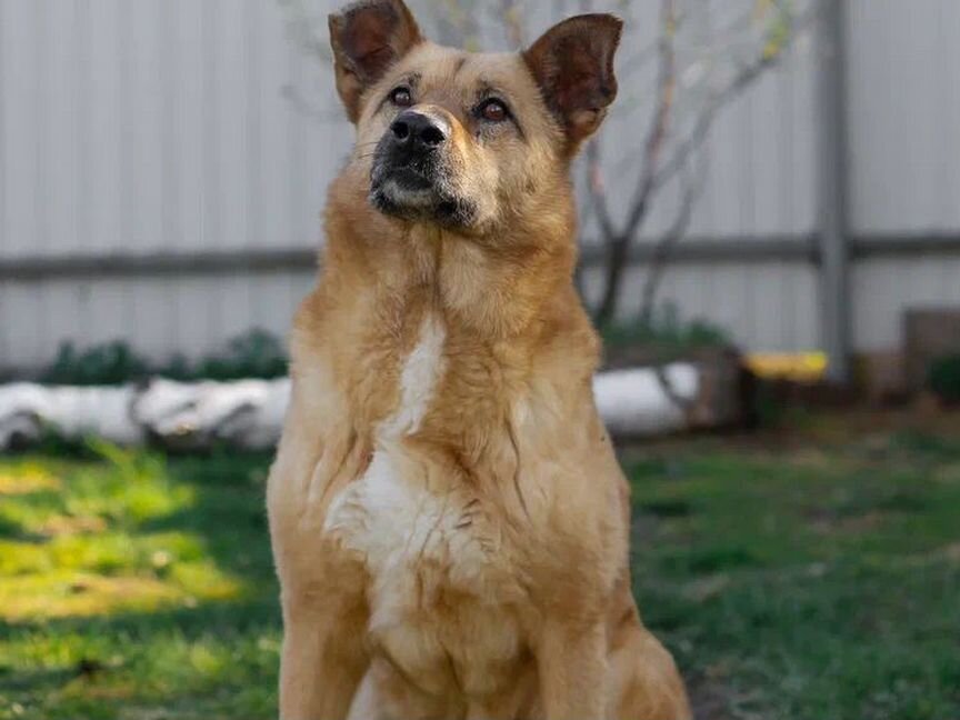 Умеющая ждать Рыжуля