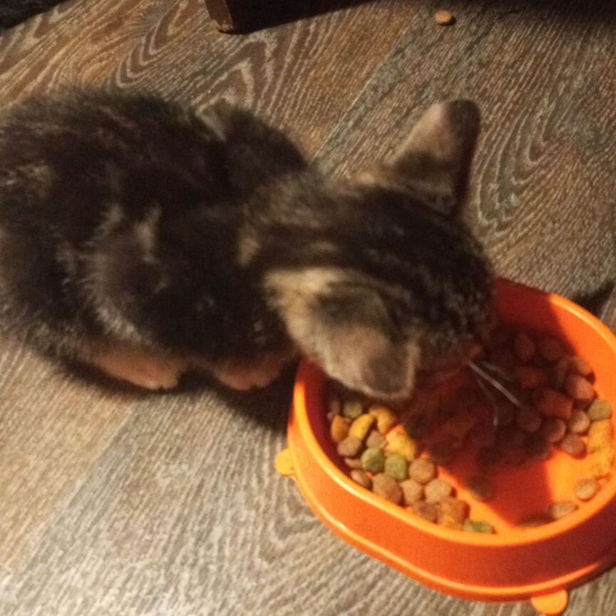 Котенок