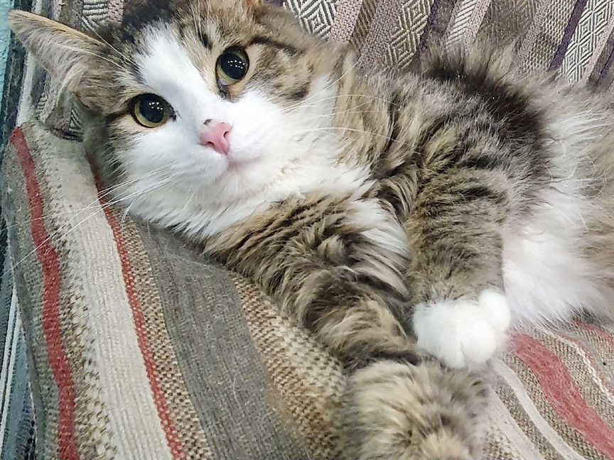 Сибирский котофей