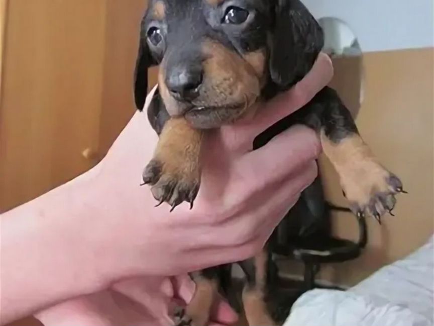 Карликовая такса