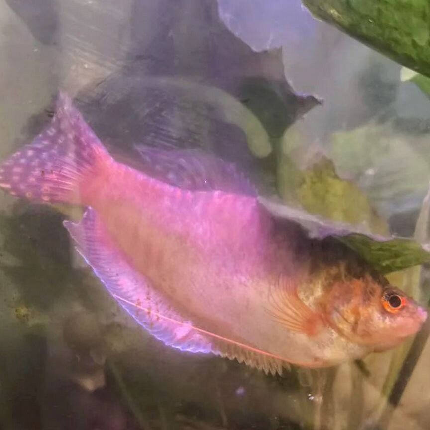 Гурами золотистый