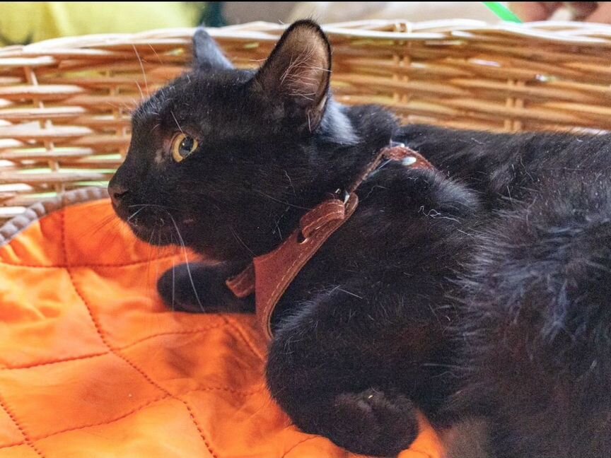 Котята в добрые руки бесплатно