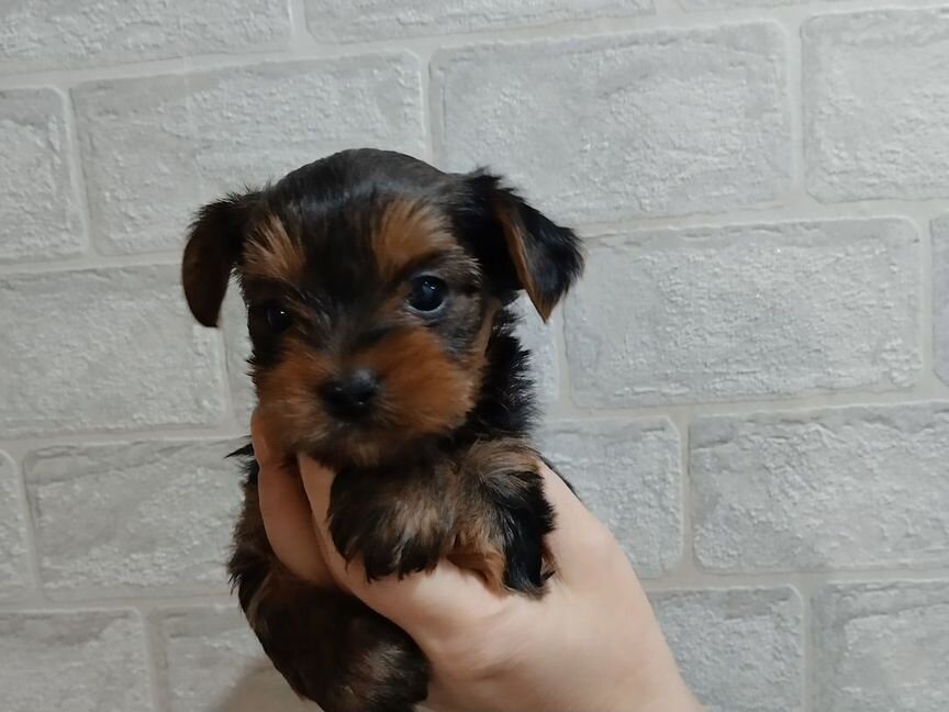 Йоркширский терьер щенки