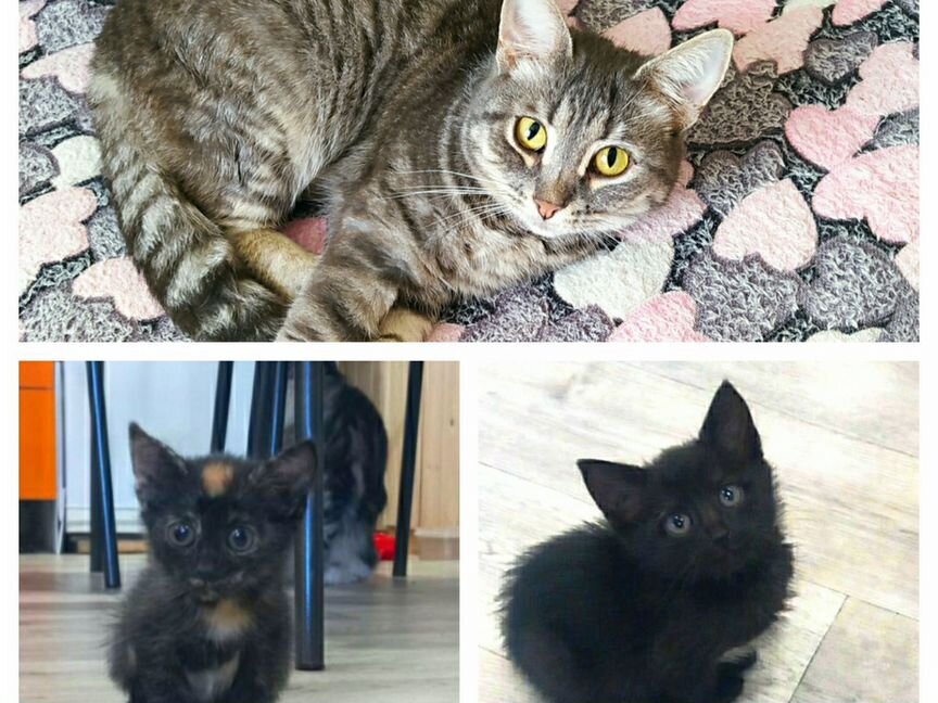 Котята в добрые руки приучены к лотку