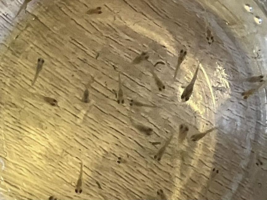 Малек гуппи 20 штук лот (чистая линия )