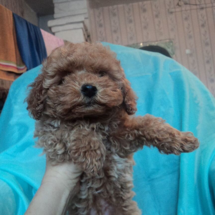 Той-пудель девочка красная