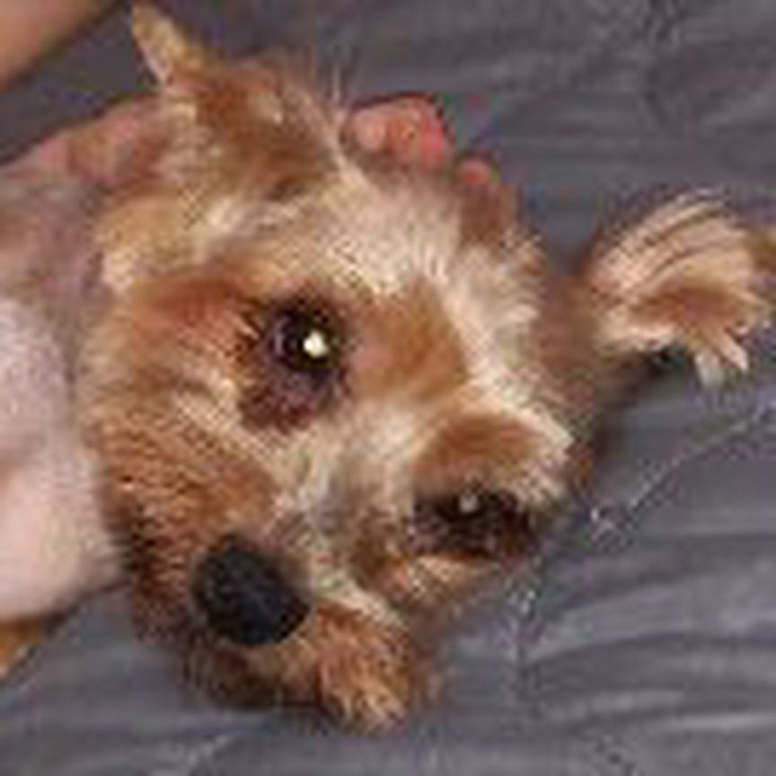 Йоркширский терьер, взрослый пёс