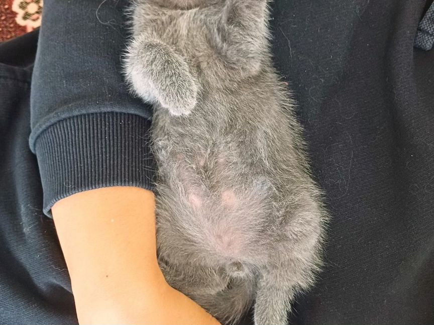 Шотландские прямоухие котята, Санкт-петербург