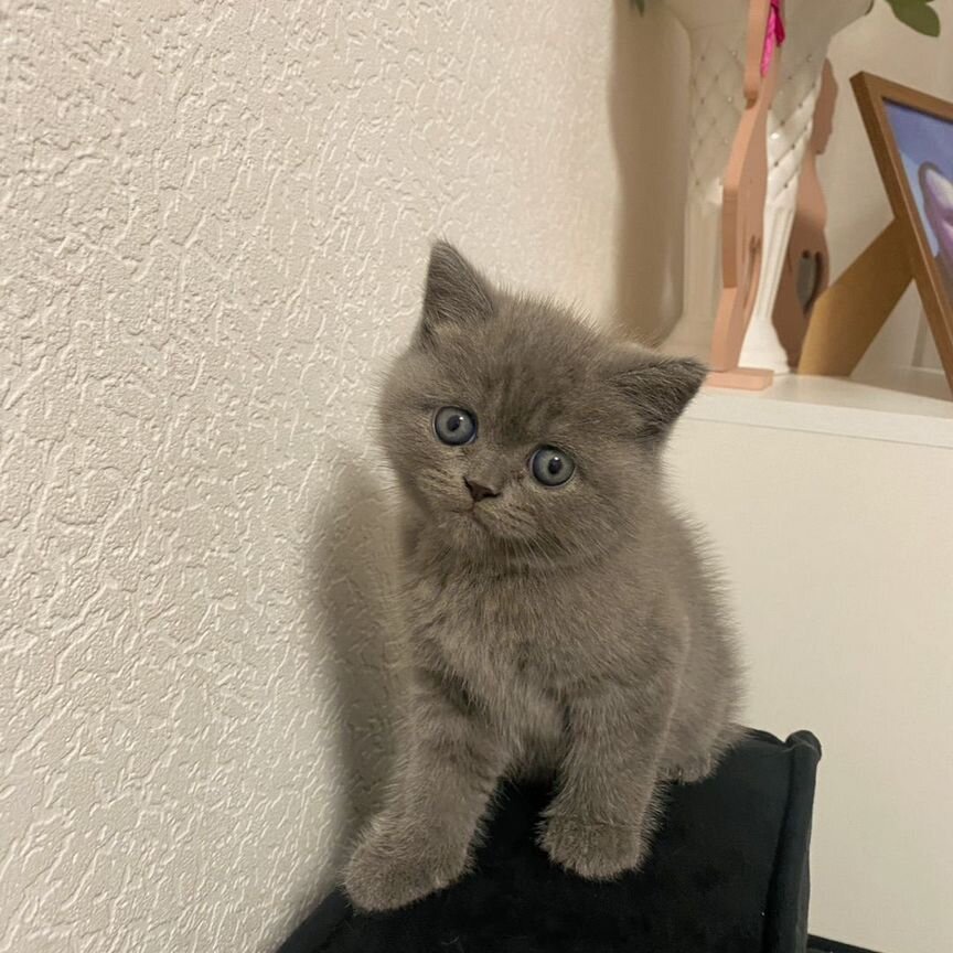 Британская кошечка