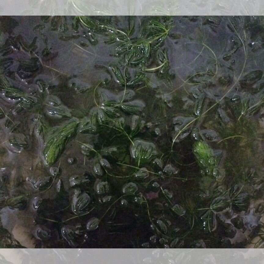 Роголистник