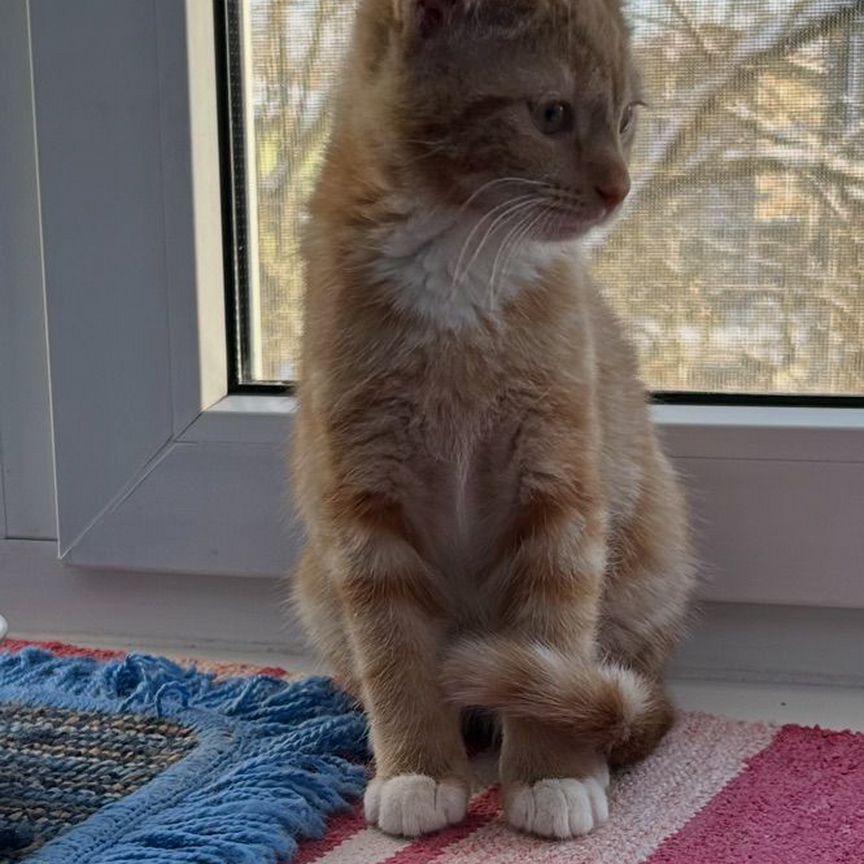 Ласковый котенок в добрые руки