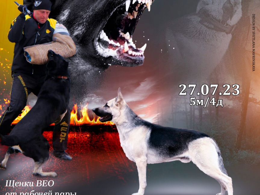 Восточноевропейская овчарка