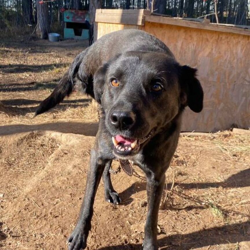 Собака в добрые руки