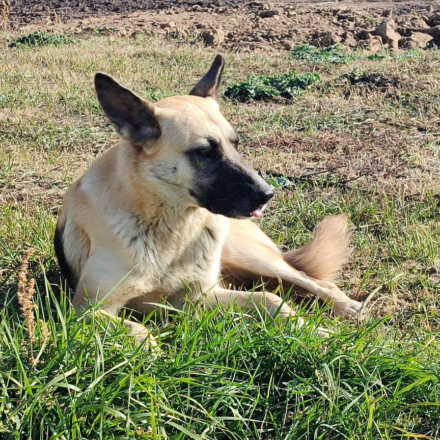Пристраивается красивая собака Дики