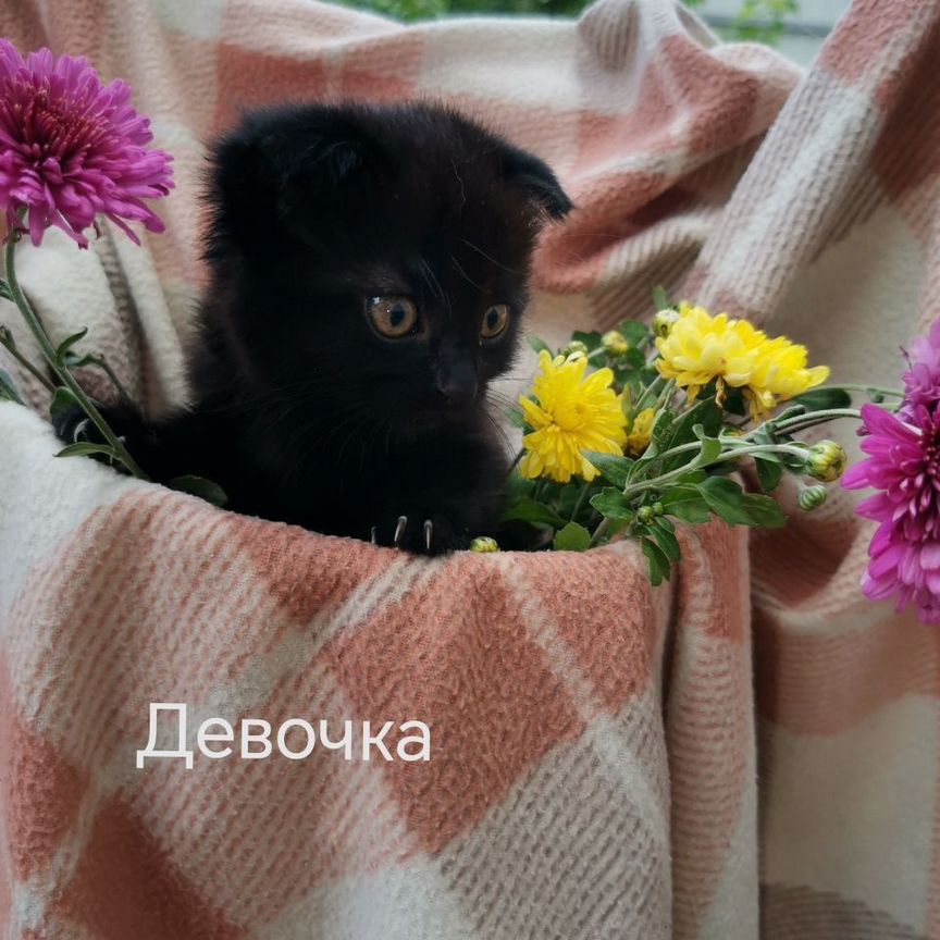 Котята в добрые руки бесплатно
